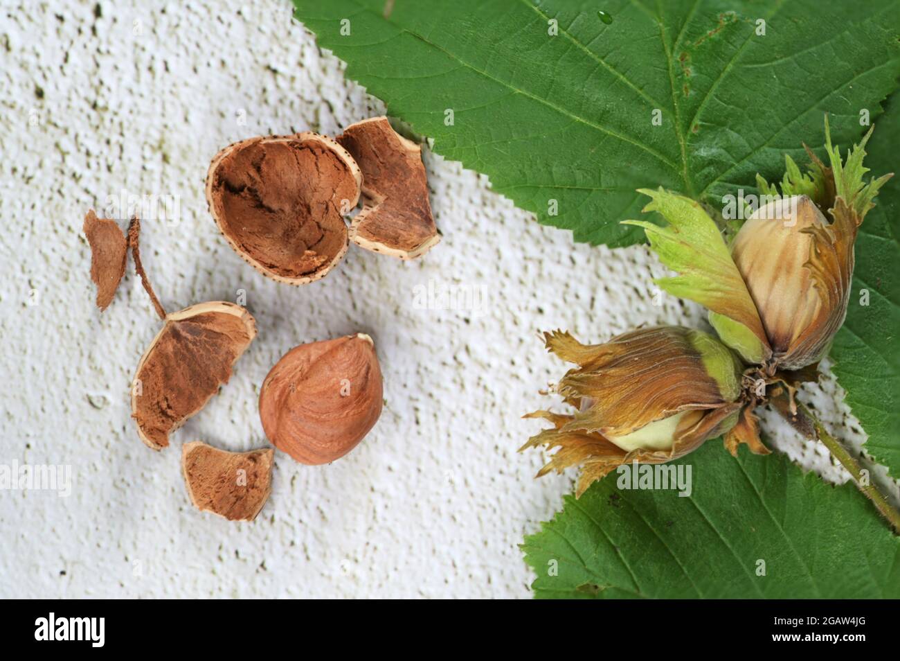 Hazelnut in shell hi-res stock photography and images - Alamy