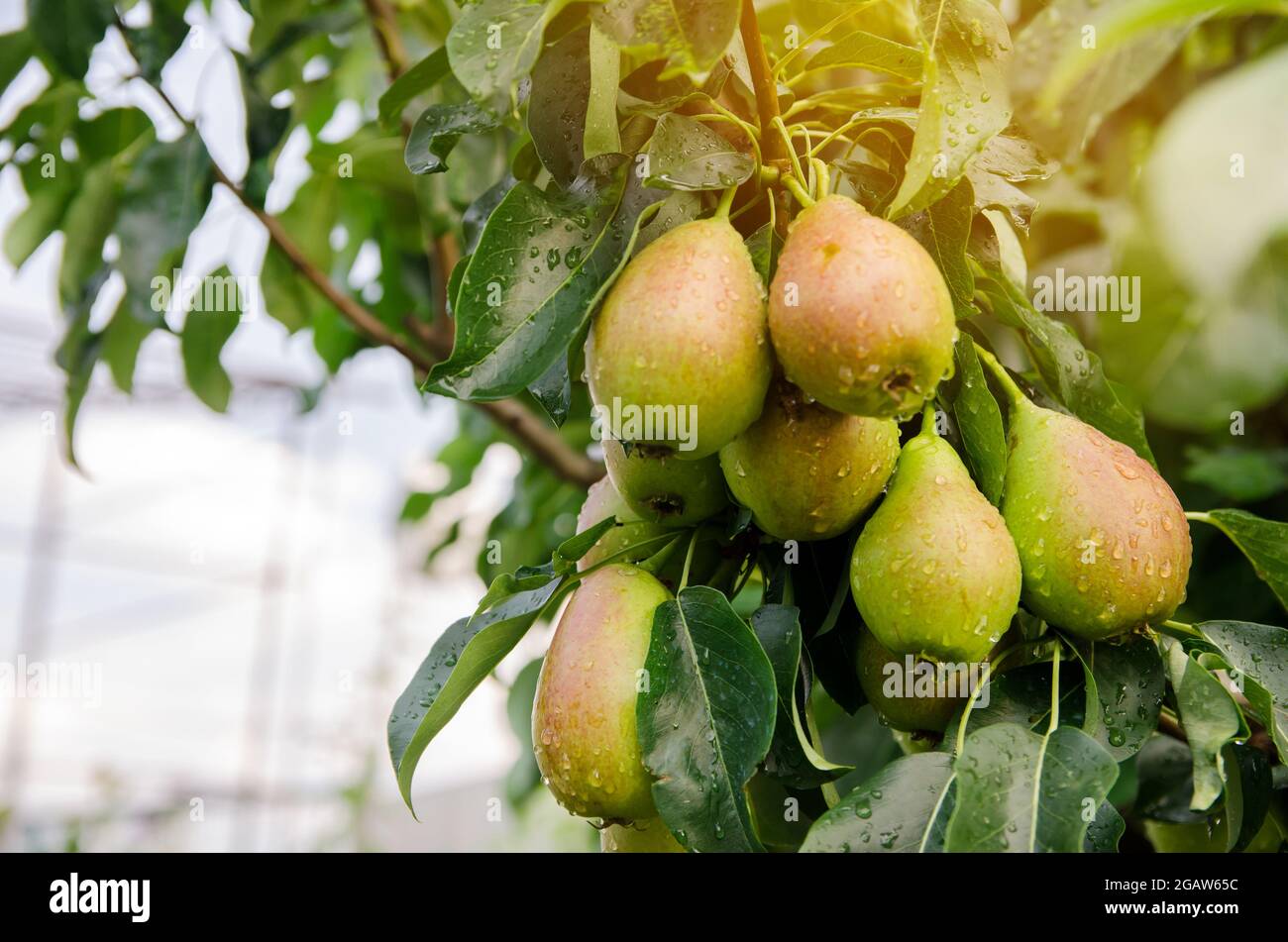 Ripe beautiful green pears grow in the garden. Fruits on the tree after ...