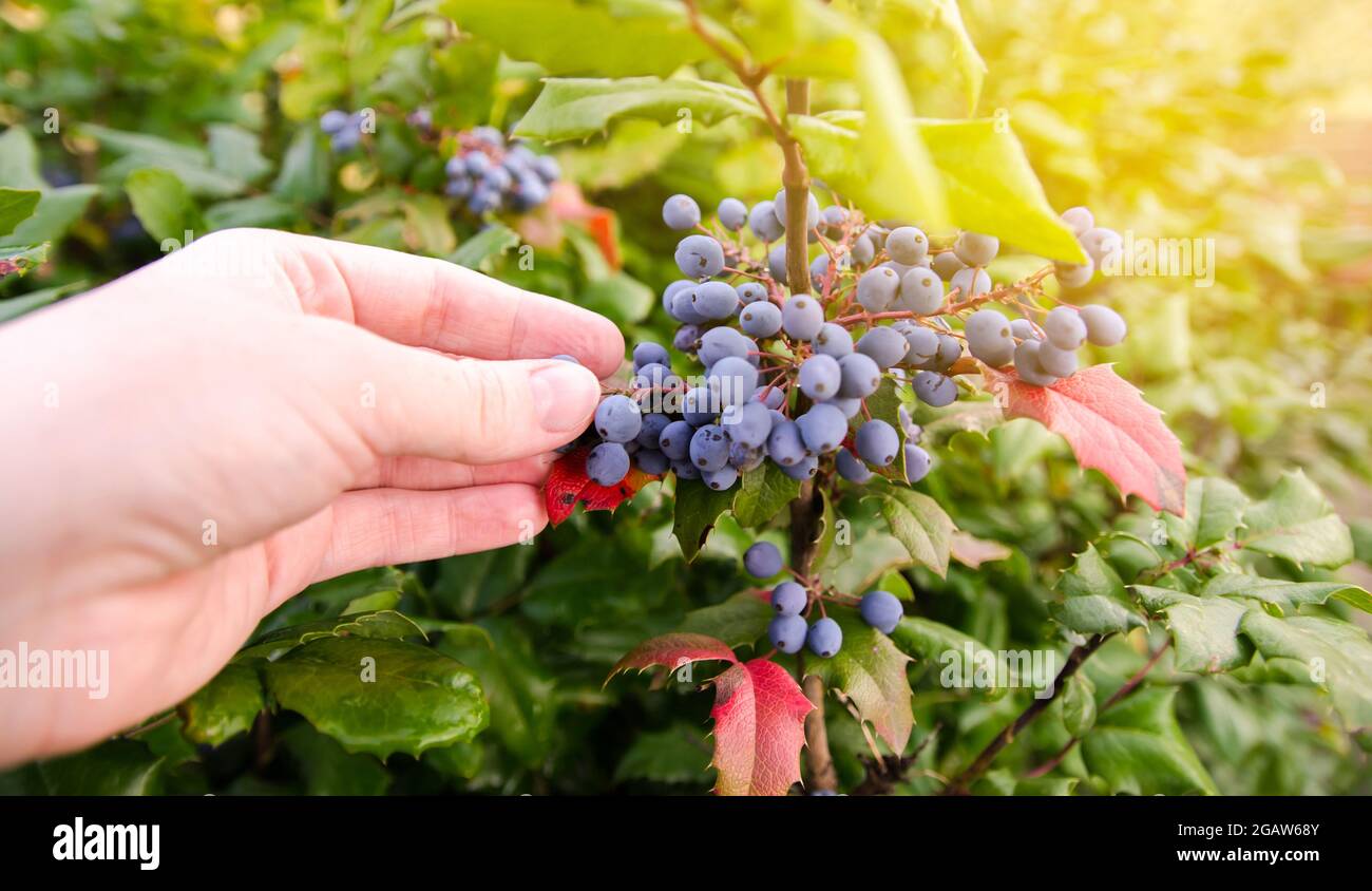 Blue berries Mahonia aquifolium (Oregon-grape or Oregon grape) and bush ...