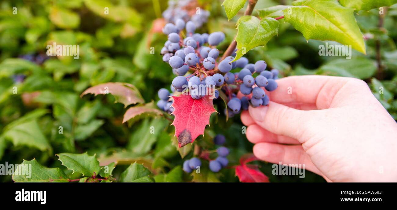Blue berries Mahonia aquifolium (Oregon-grape or Oregon grape) and bush ...