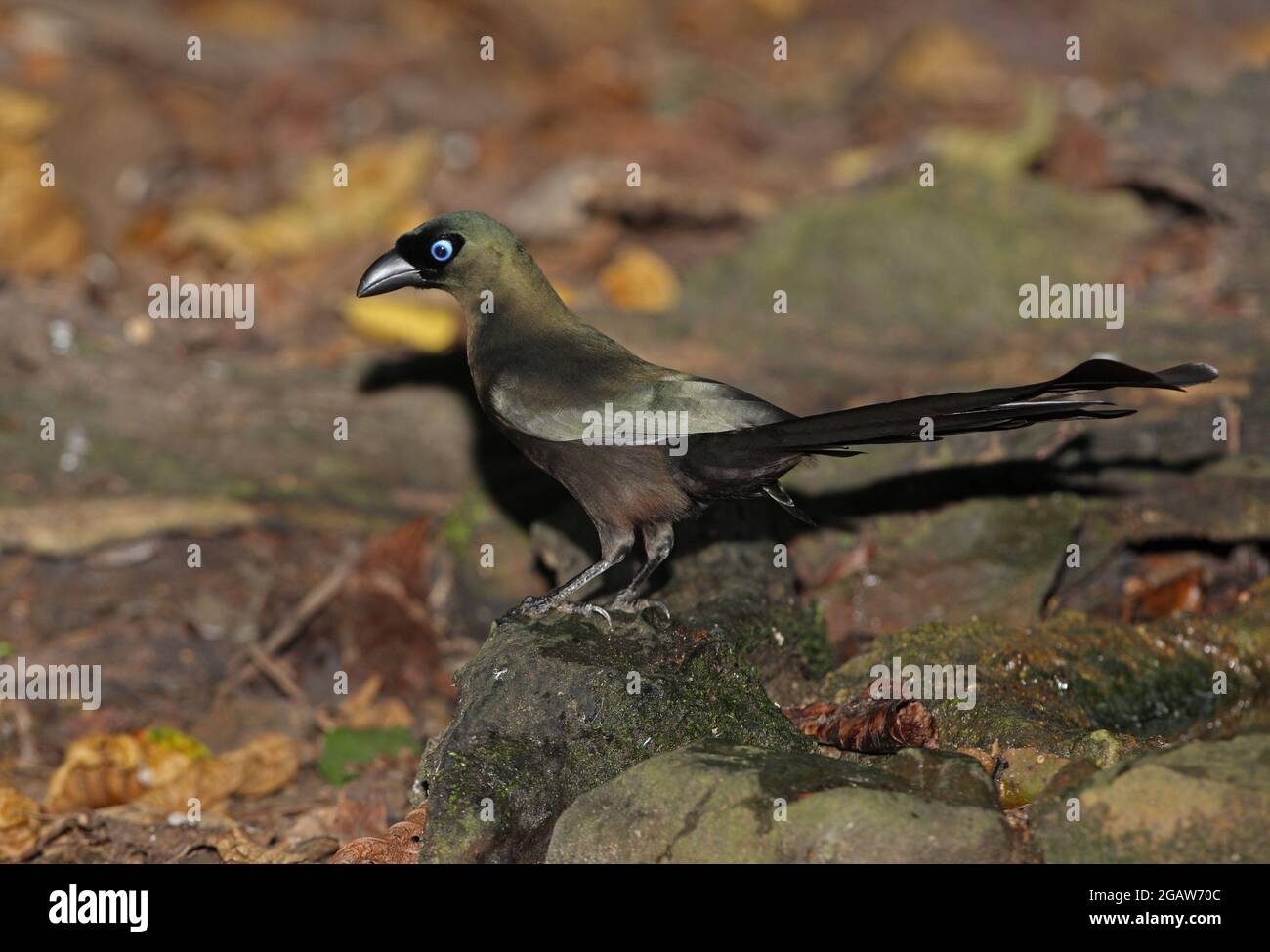 Racquet-tailed Treepie (Crypsirina temia) adult standing on a rock near ...