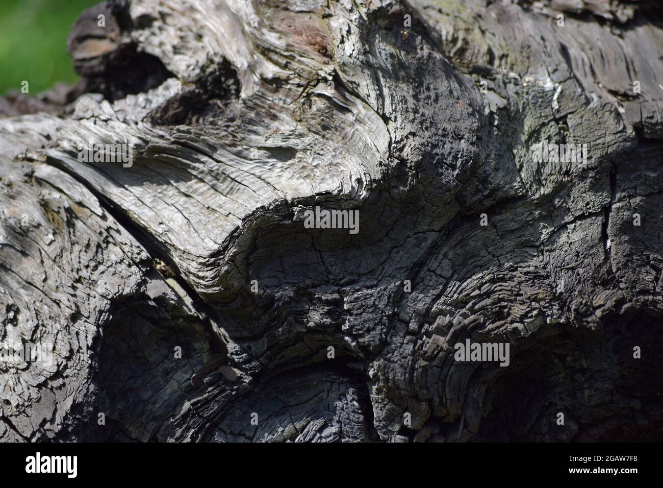 a Tree stump charred to make Charcoal Stock Photo - Alamy