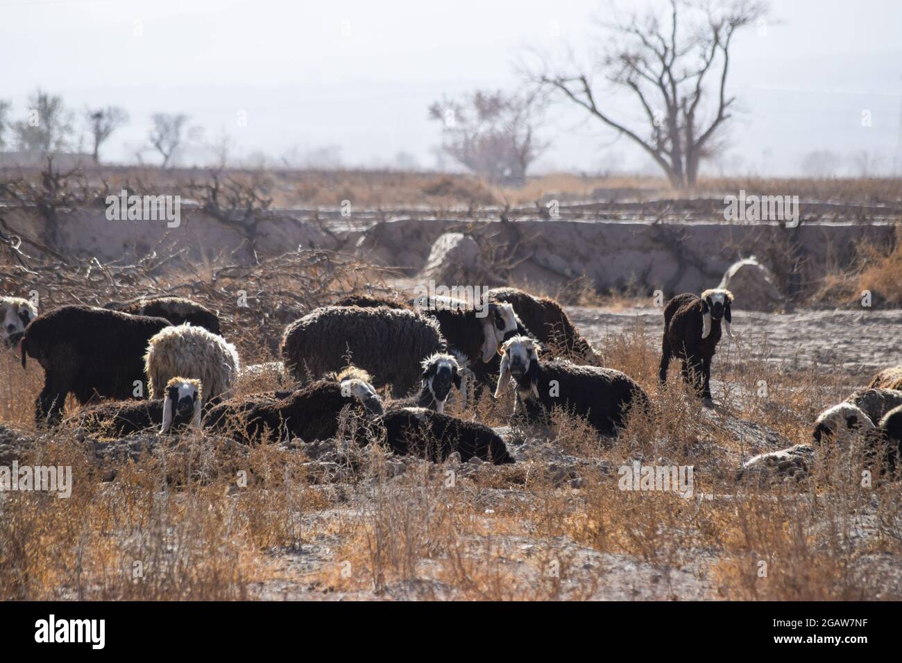 sheep and goat are sleeping on dry grass dry-land farm outdoors ...