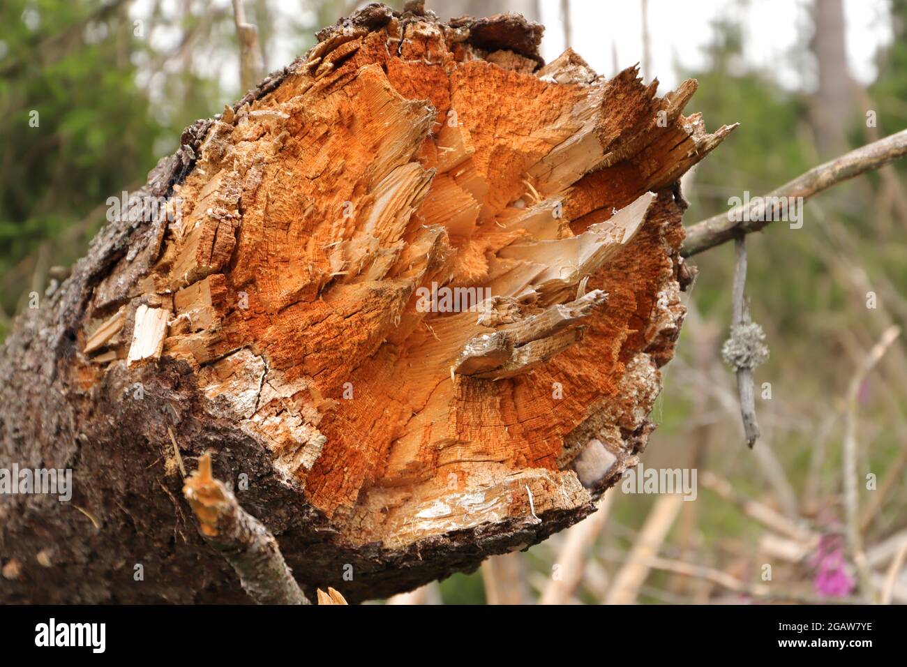 an old rotten fallen tree Stock Photo - Alamy