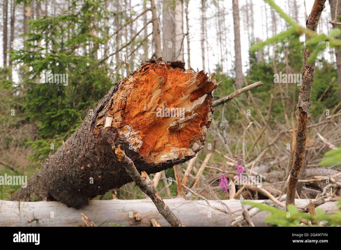 an old rotten fallen tree Stock Photo - Alamy