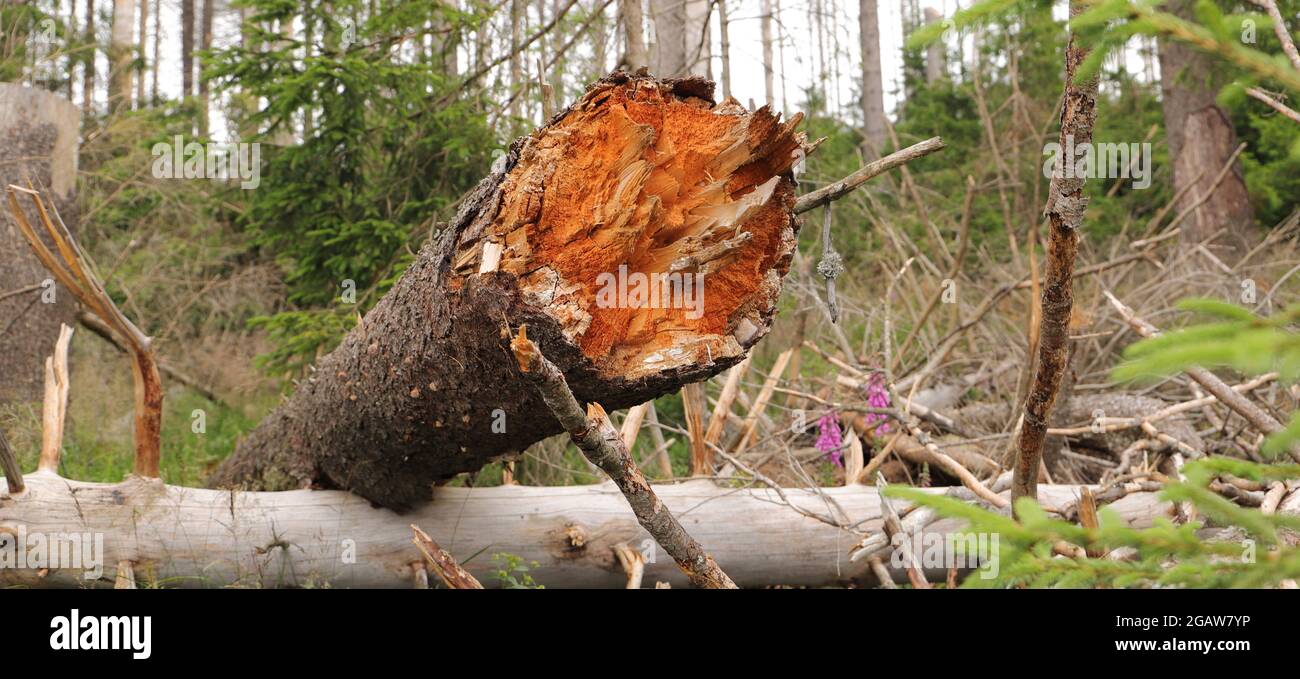 Brittle snap hi-res stock photography and images - Alamy