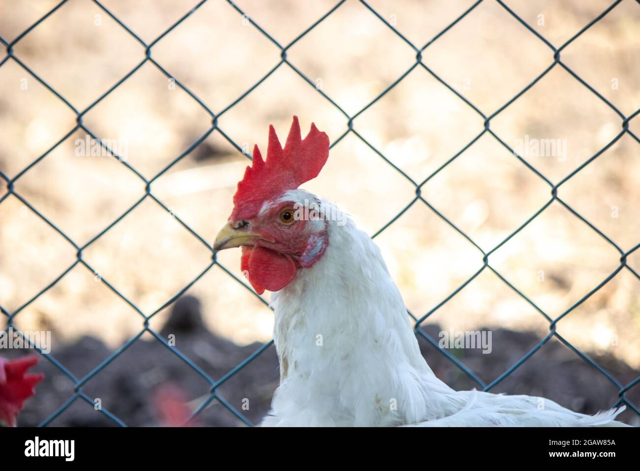 Flock brown chickens coop hi-res stock photography and images - Alamy