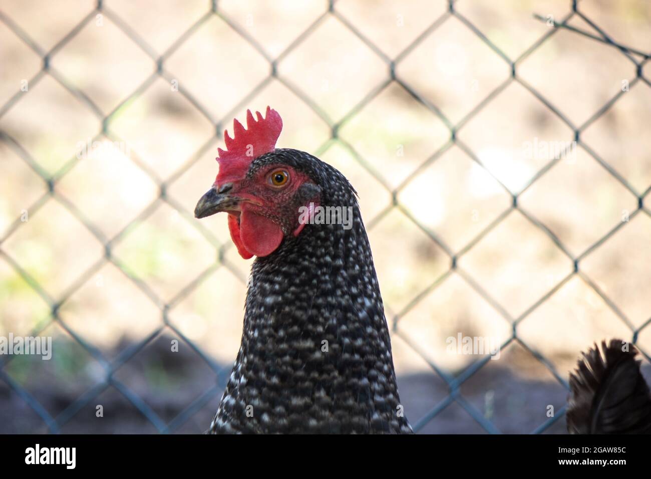 Focus on chickens hi-res stock photography and images - Alamy