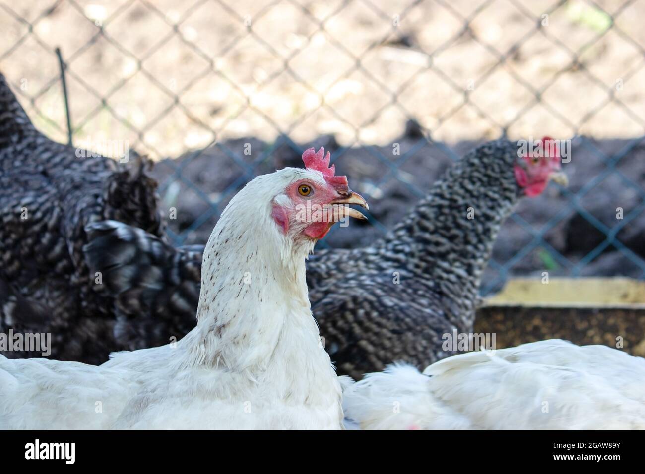 Flock brown chickens coop hi-res stock photography and images - Alamy