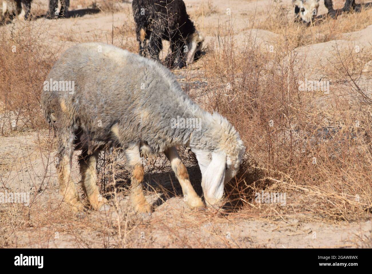 sheep eating dry grass hot summer season landscape, animal outdoors ...
