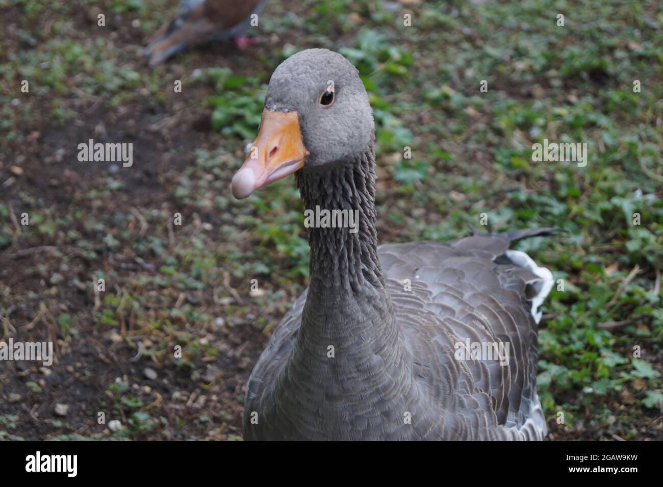 Grey goose walking outside in a park Stock Photo - Alamy