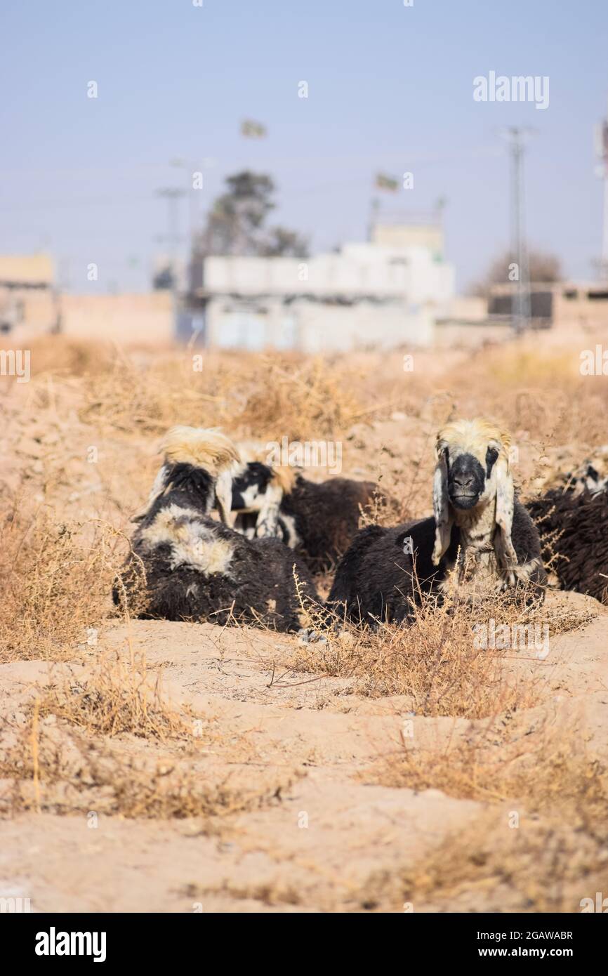 sheep and goat are sleeping on dry grass dry-land farm outdoors ...