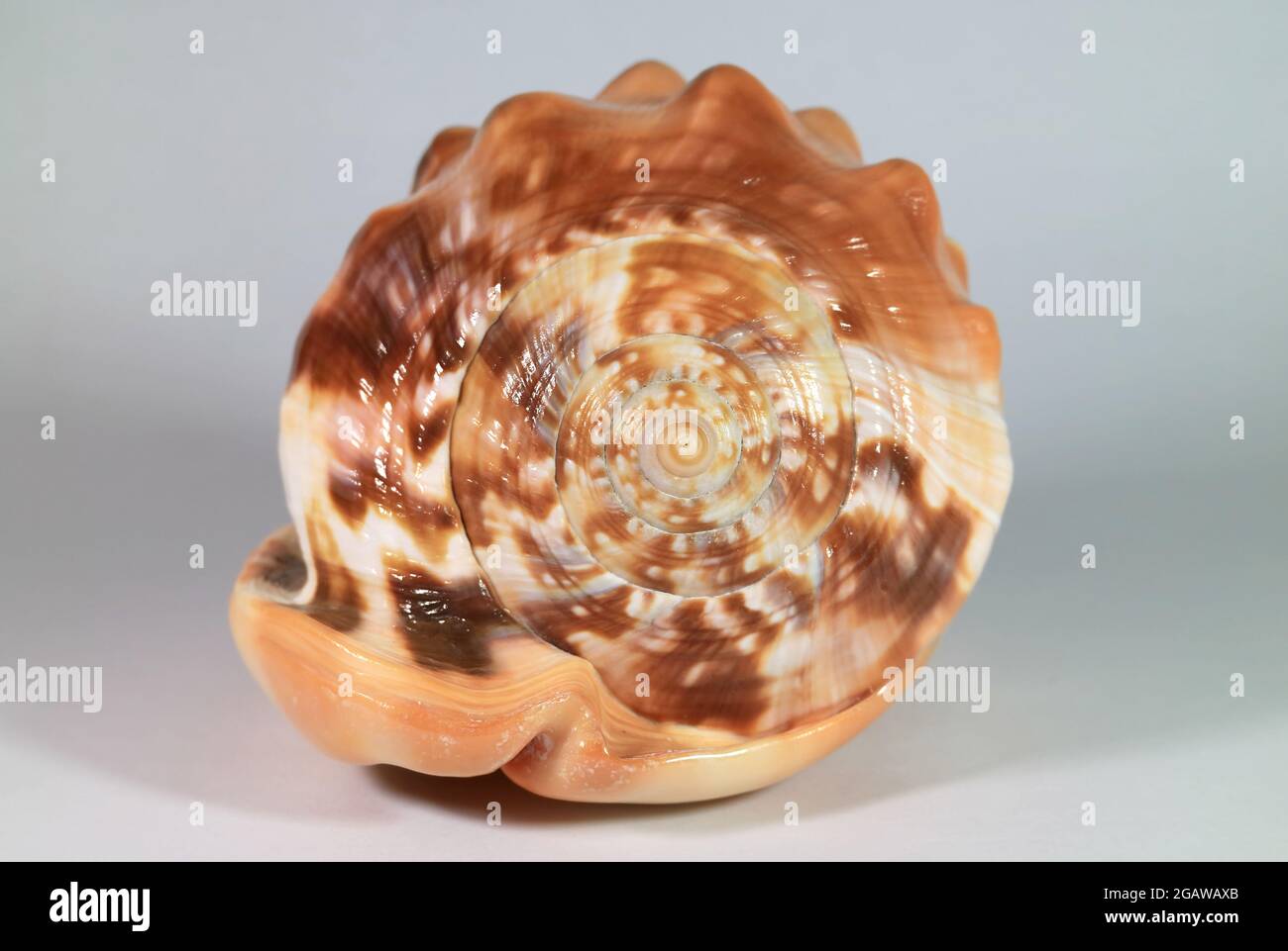 King helmet conch hi-res stock photography and images - Alamy