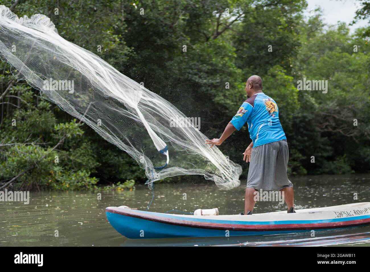 BADUNG,DEC 09 2020: A fisherman is sowing nets in a mangrove forest to ...