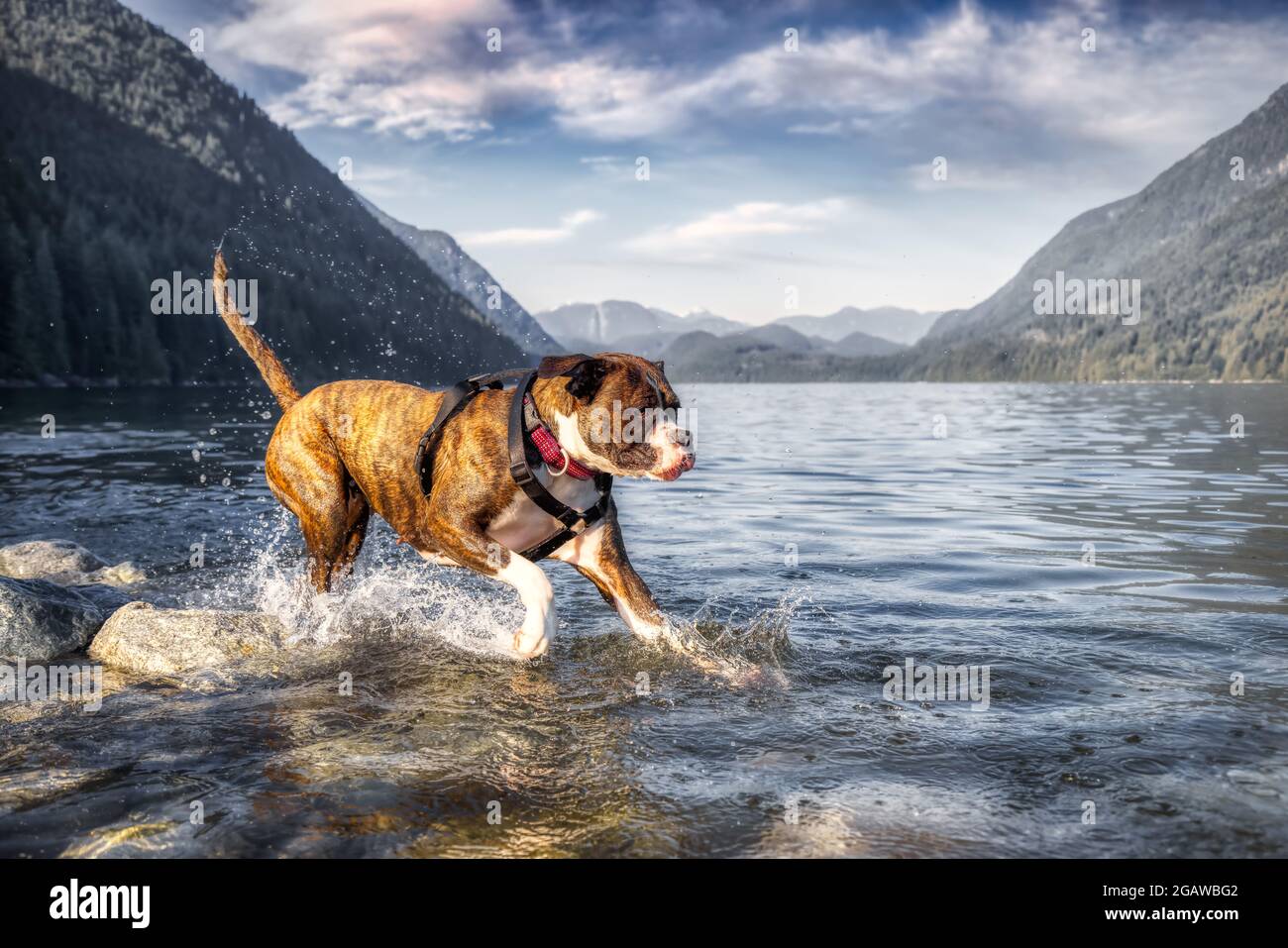 Playful and Funny Boxer Dog swimming in the water Stock Photo - Alamy