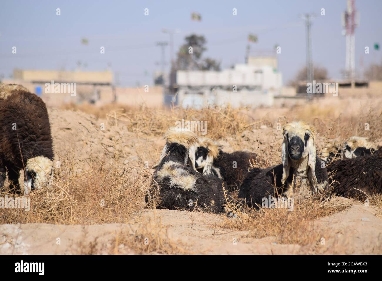 sheep and goat are sleeping on dry grass dry-land farm outdoors ...