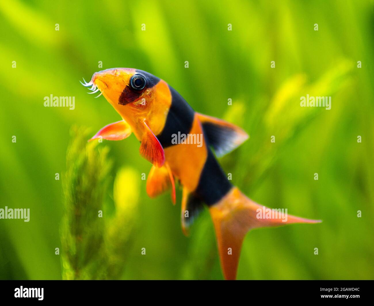 portrait of a large clown loach isolated in fish tank (Chromobotia ...