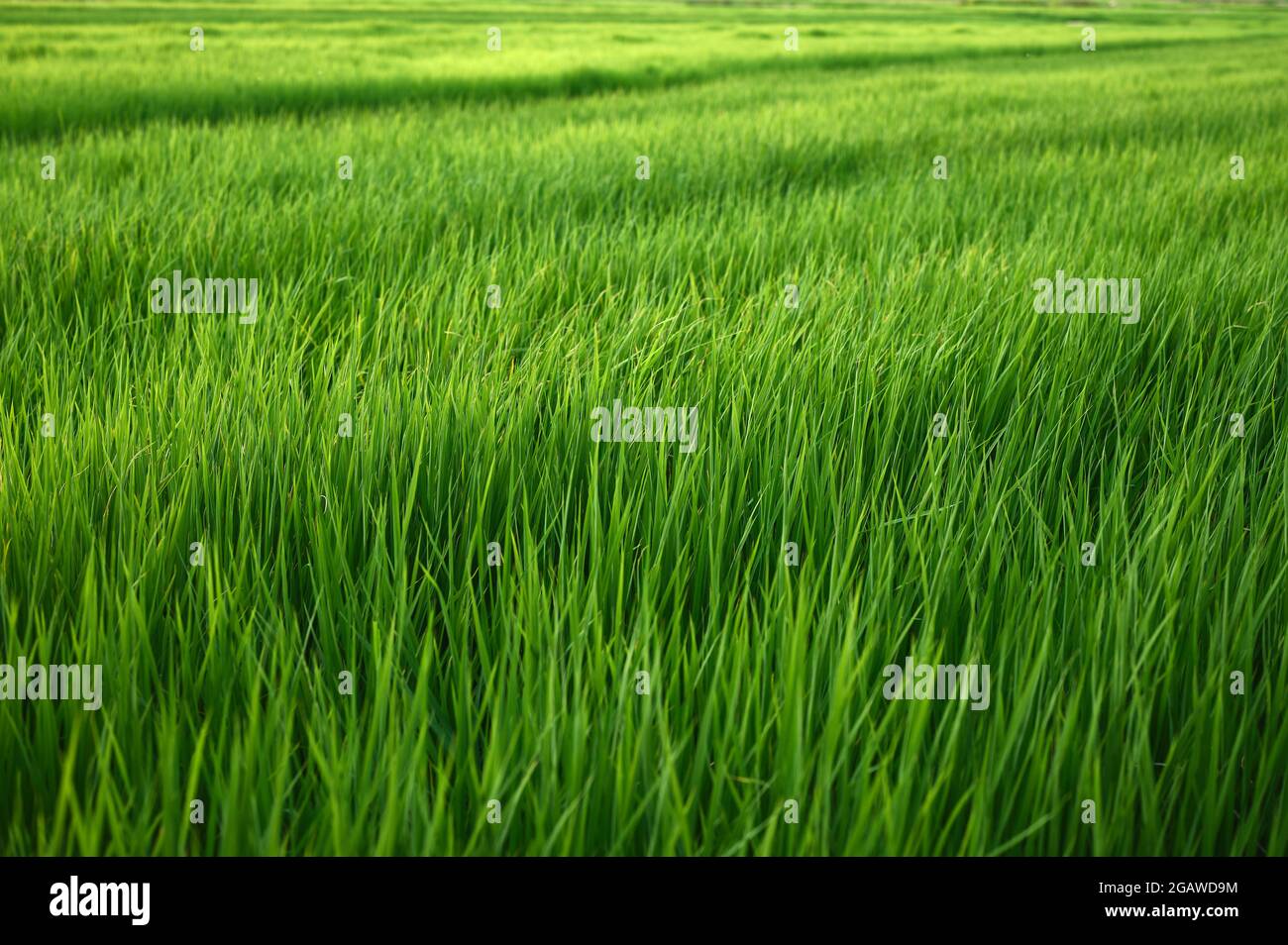 detail of a view of a green rice field swaying in the wind Stock Photo ...