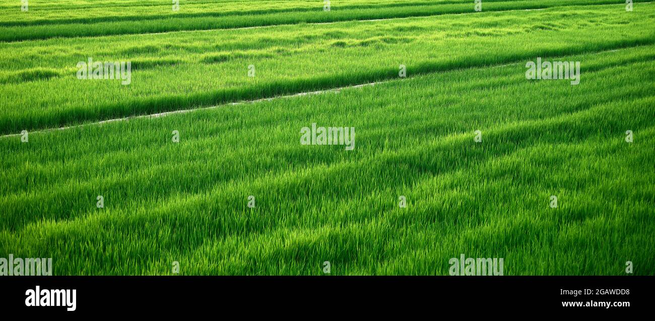 detail of a view of a green rice field swaying in the wind Stock Photo ...