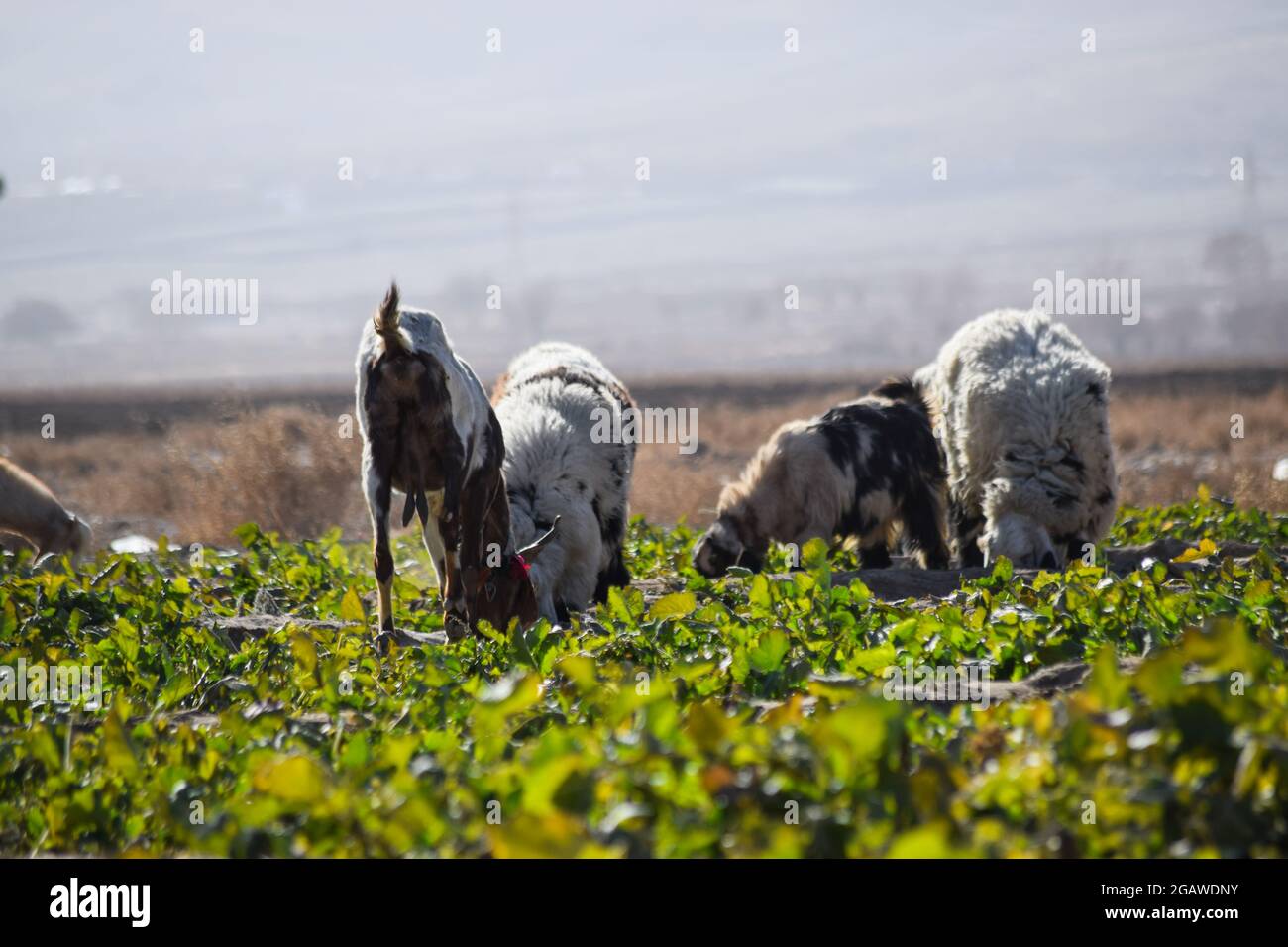 Landscape view of animals eating grass Goat and sheep grassland ...
