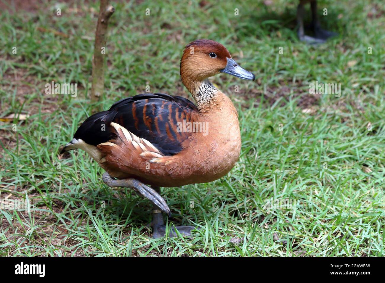 Fulvous Whistling Duck Hunting