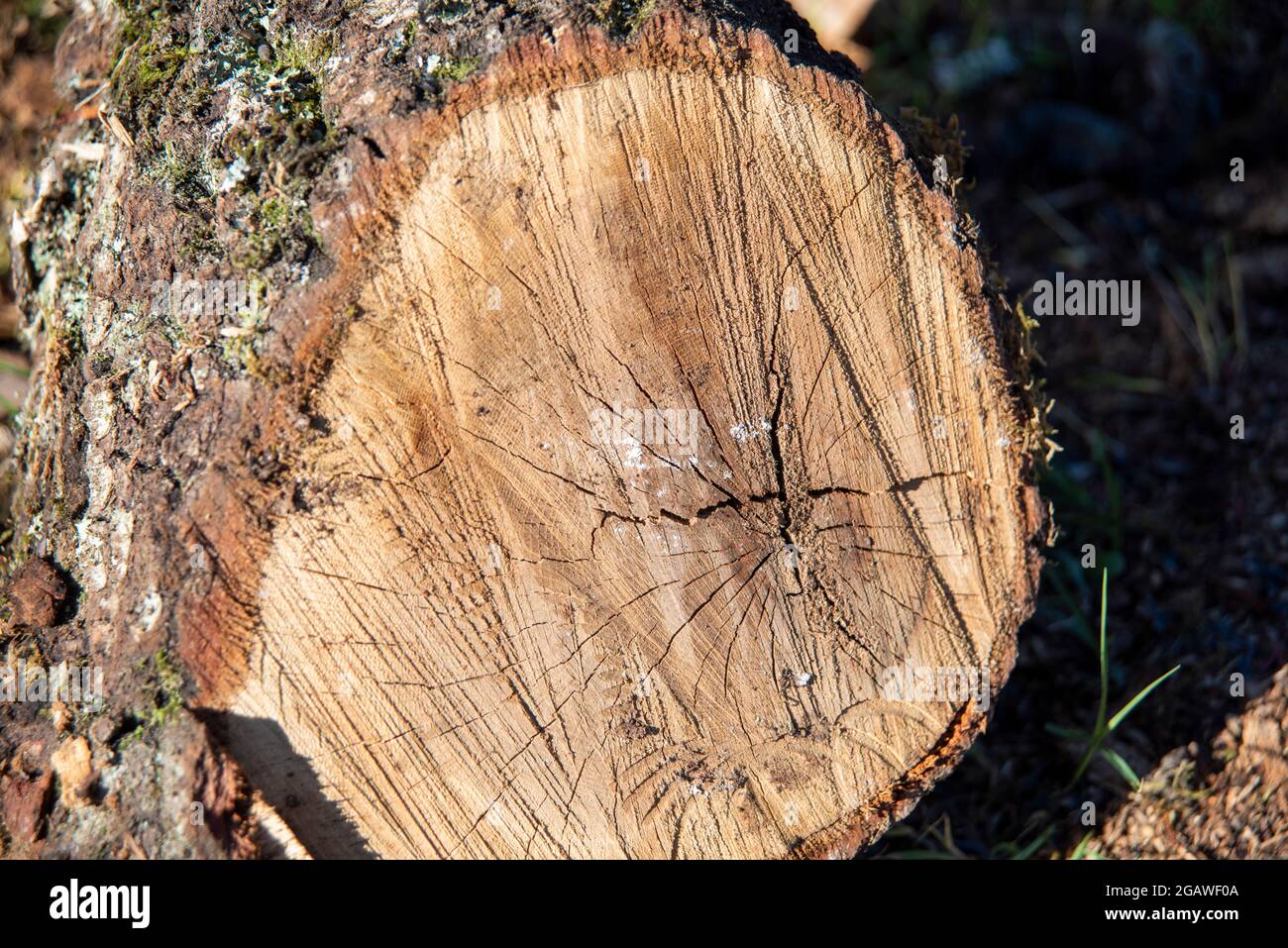 Detail teak tree trunk texture hi-res stock photography and images - Alamy