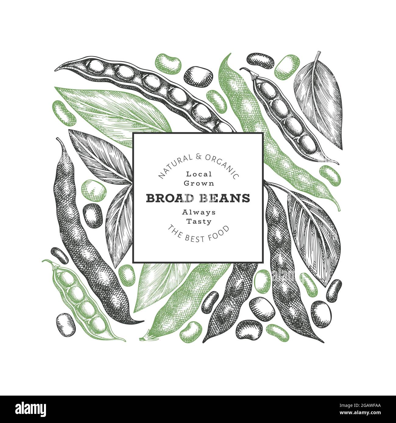 Hand drawn broad beans design template. Organic fresh food vector ...
