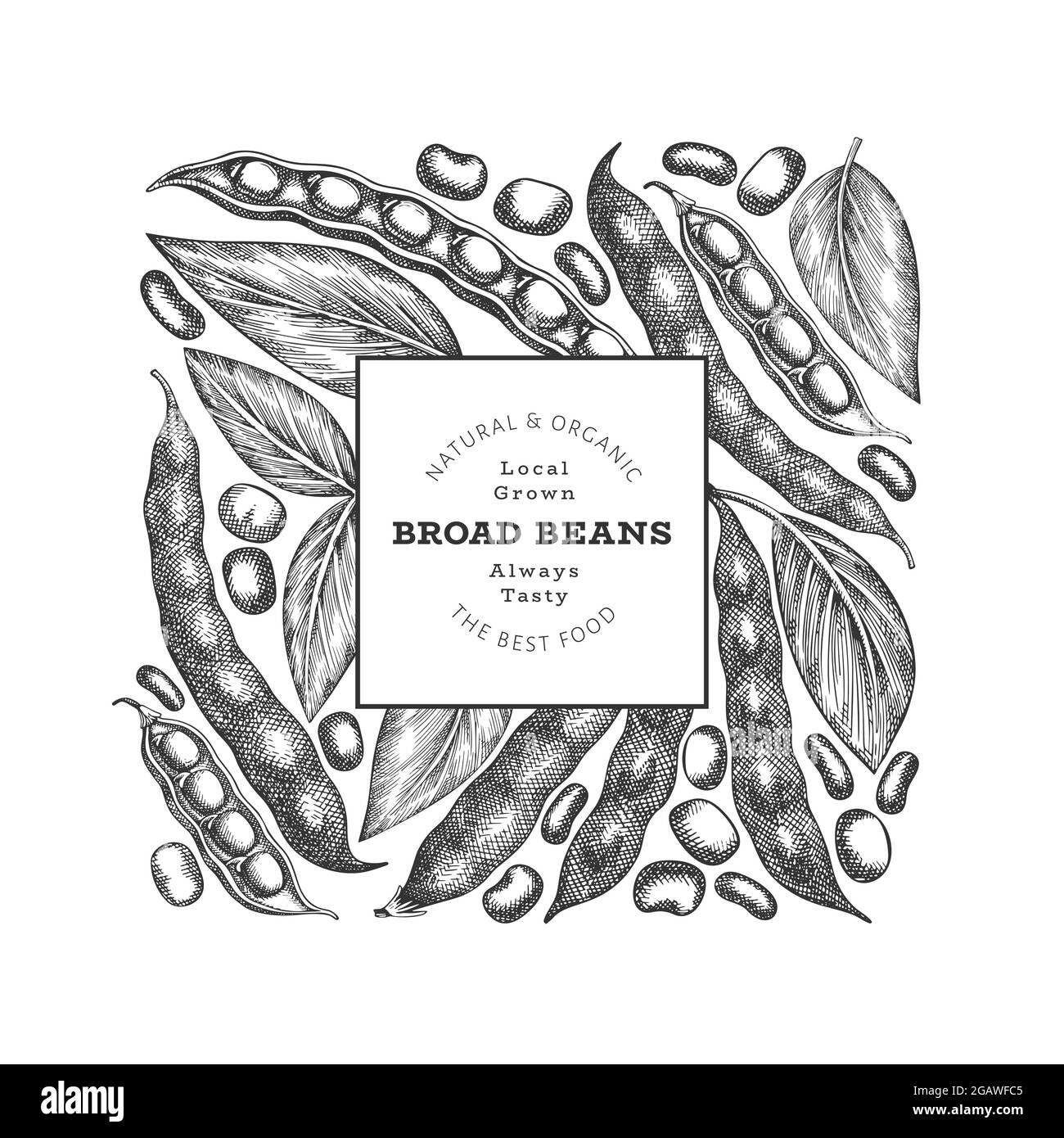 Hand drawn broad beans design template. Organic fresh food vector ...