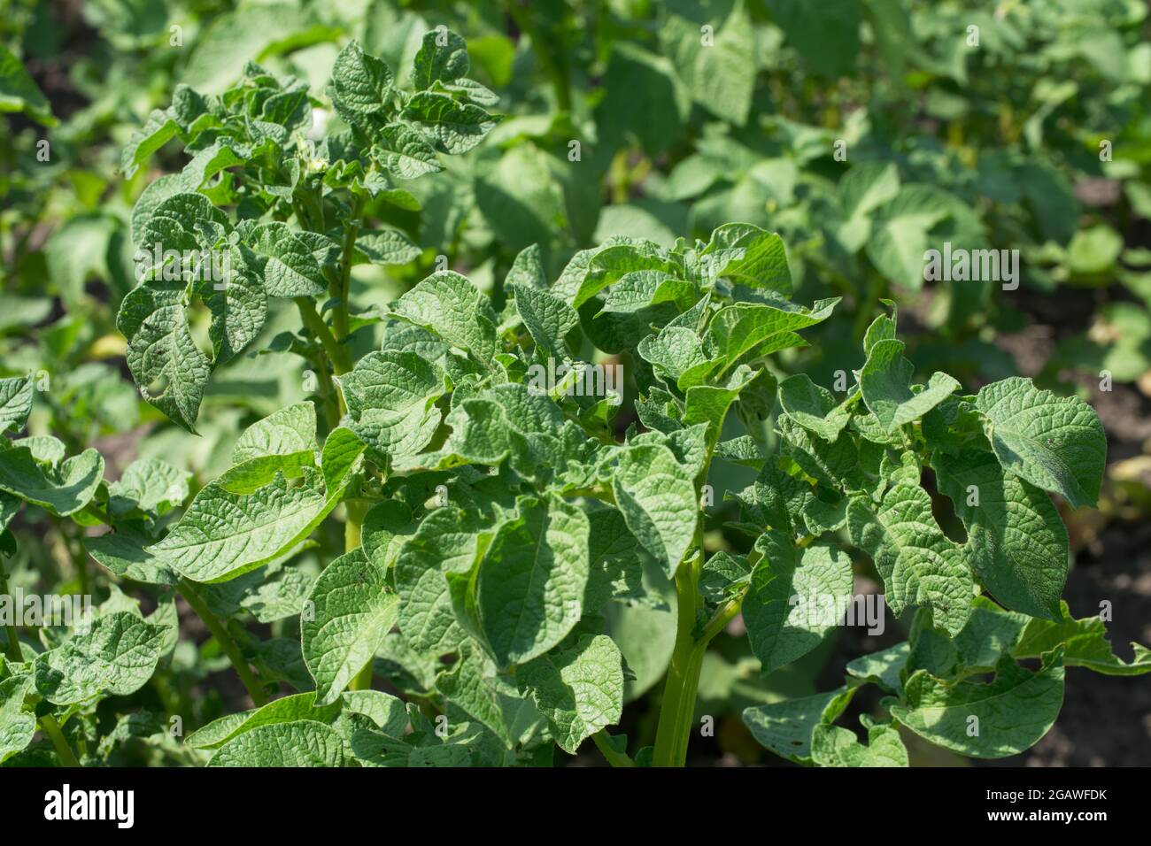 Potato bush in the garden, close-up. Potato stalks in the home garden ...