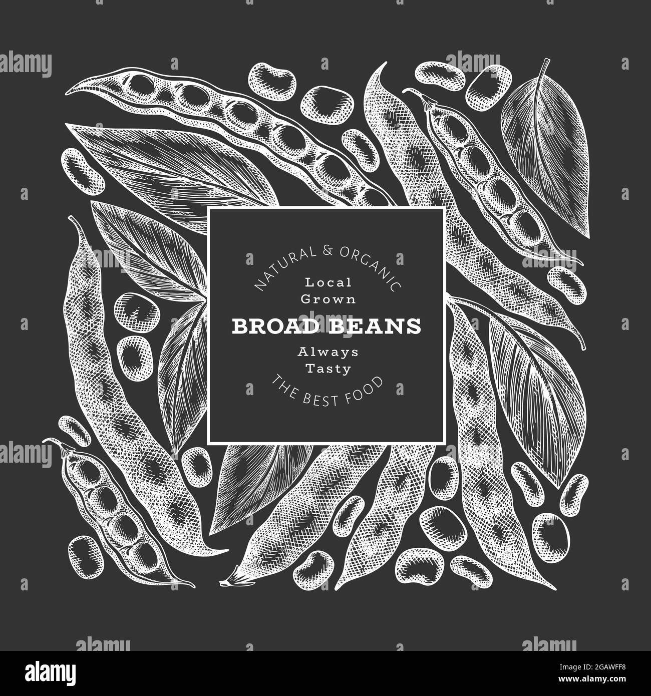 Hand drawn broad beans design template. Organic fresh food vector ...