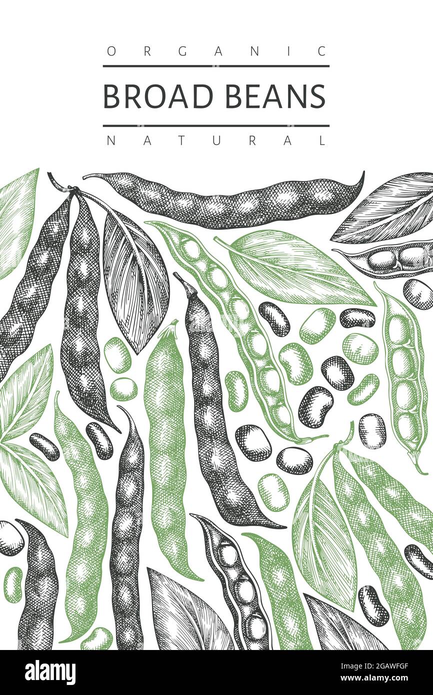 Hand drawn broad beans design template. Organic fresh food vector ...
