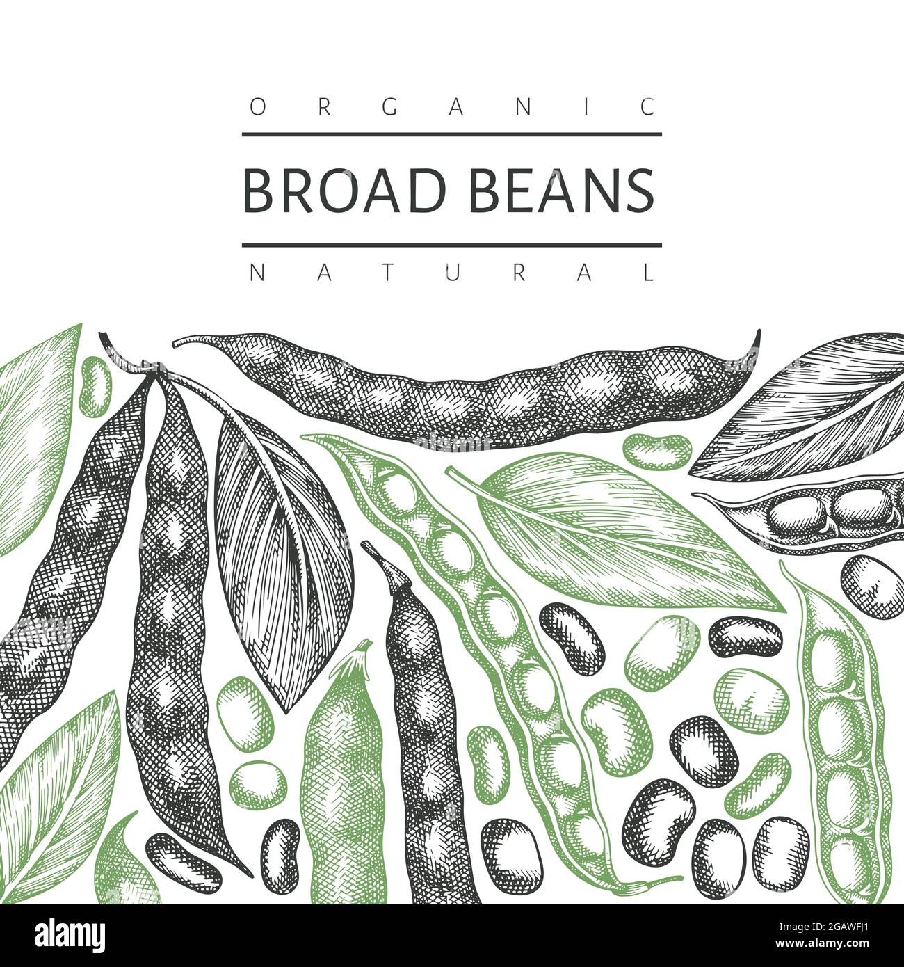 Hand drawn broad beans design template. Organic fresh food vector ...