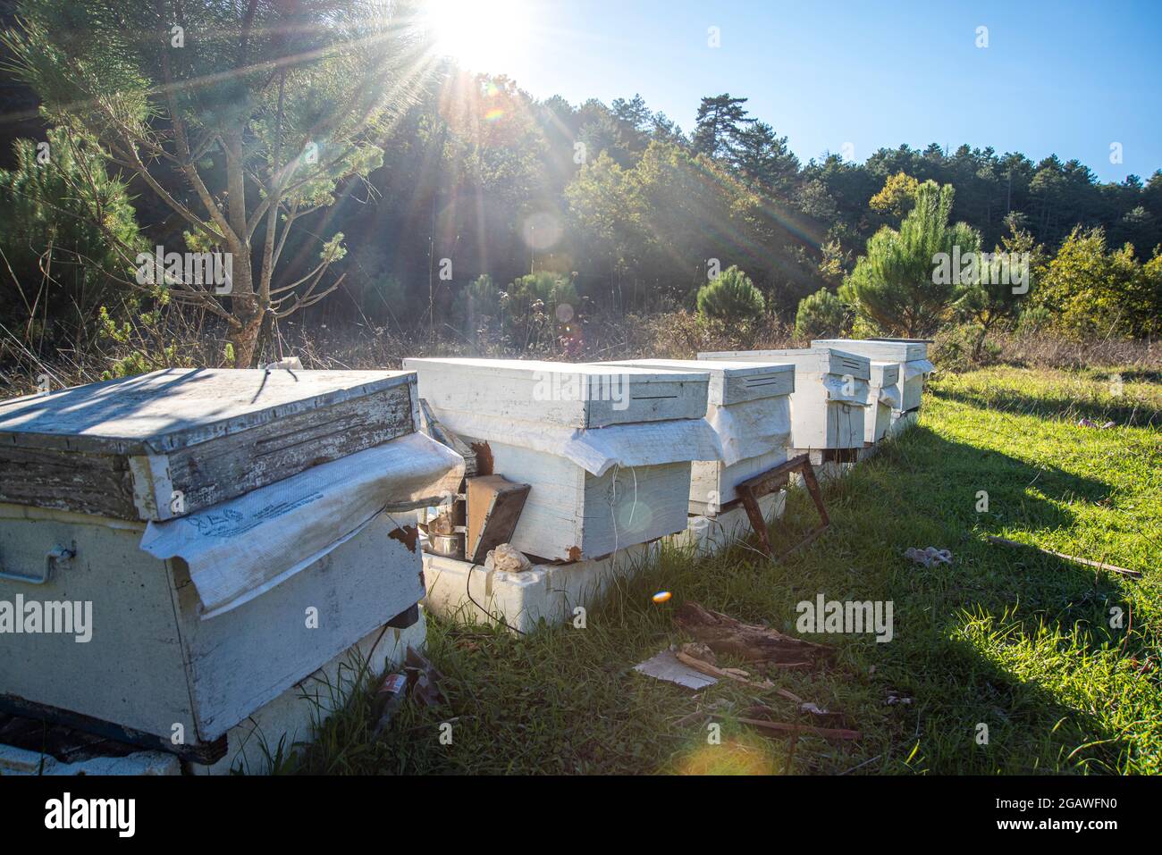 Beehives in apiary harvesting hi-res stock photography and images - Alamy