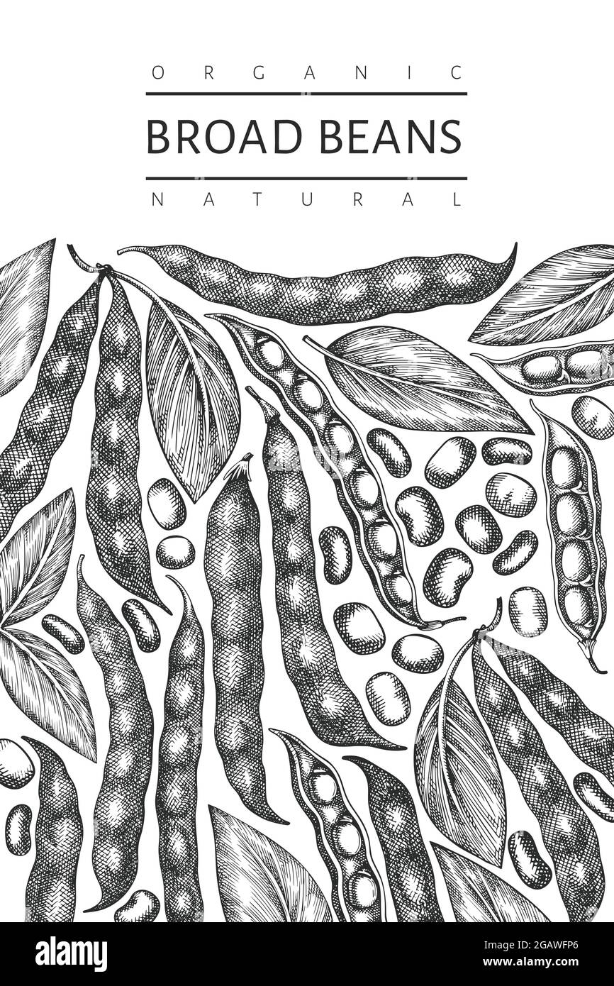 Hand drawn broad beans design template. Organic fresh food vector ...