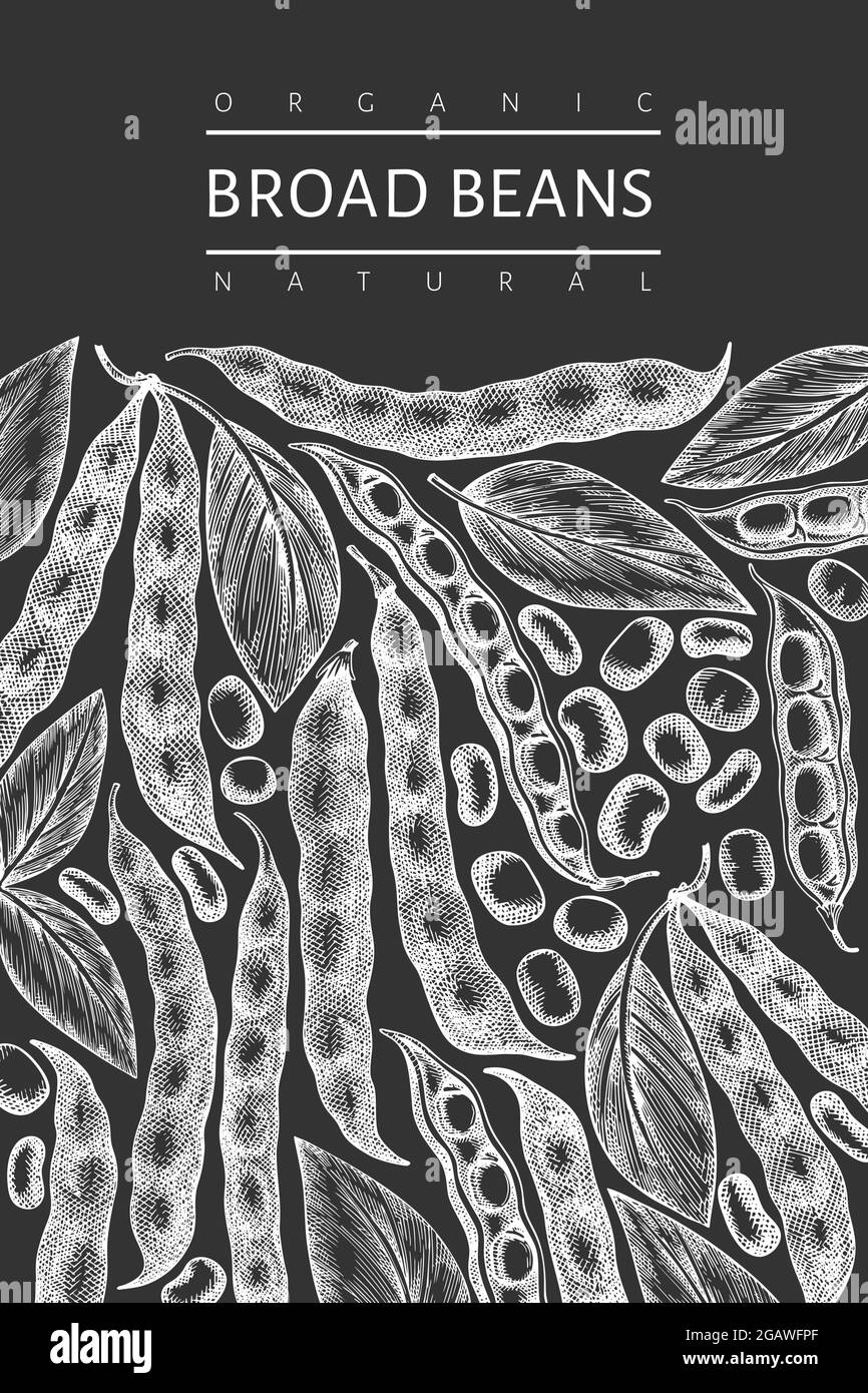 Hand drawn broad beans design template. Organic fresh food vector ...