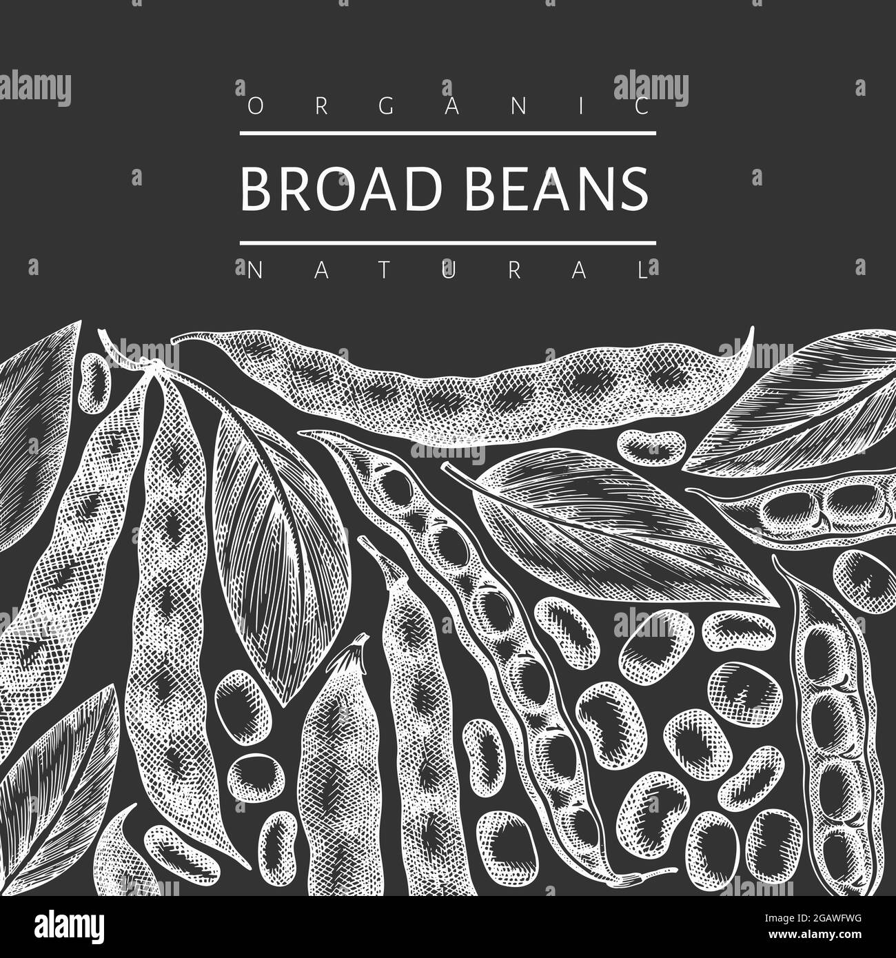 Hand drawn broad beans design template. Organic fresh food vector ...