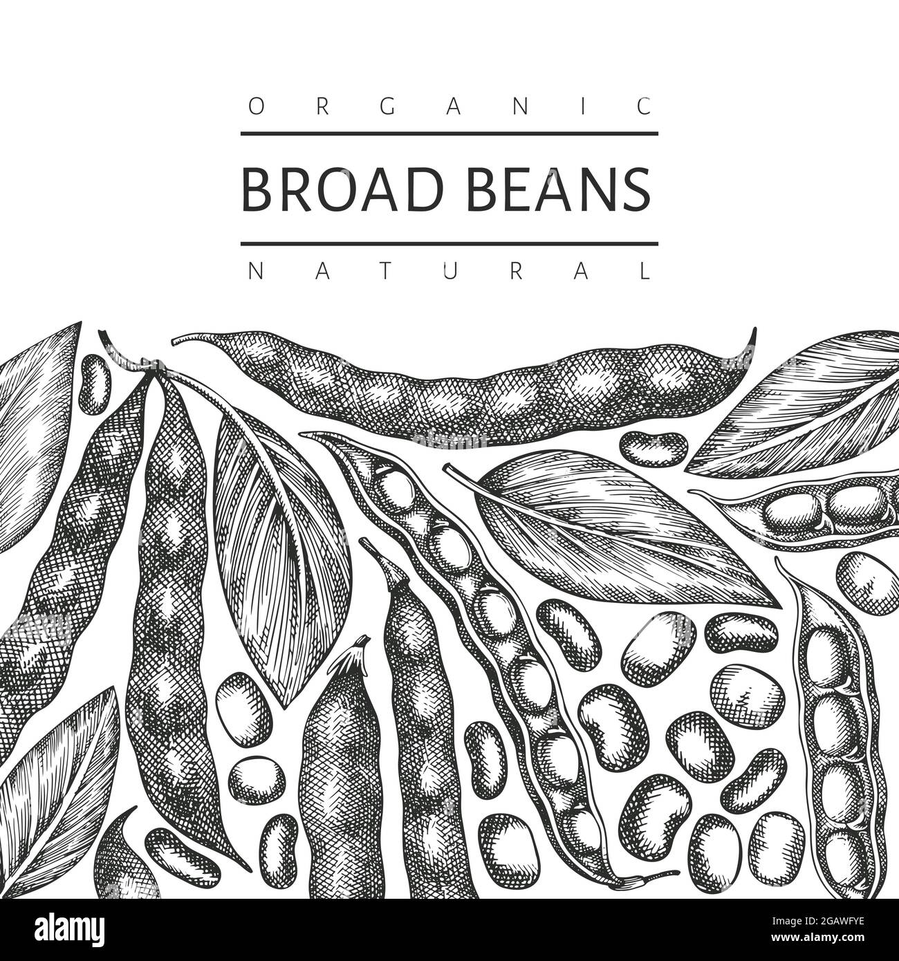 Raw fresh fava beans Stock Vector Images - Alamy