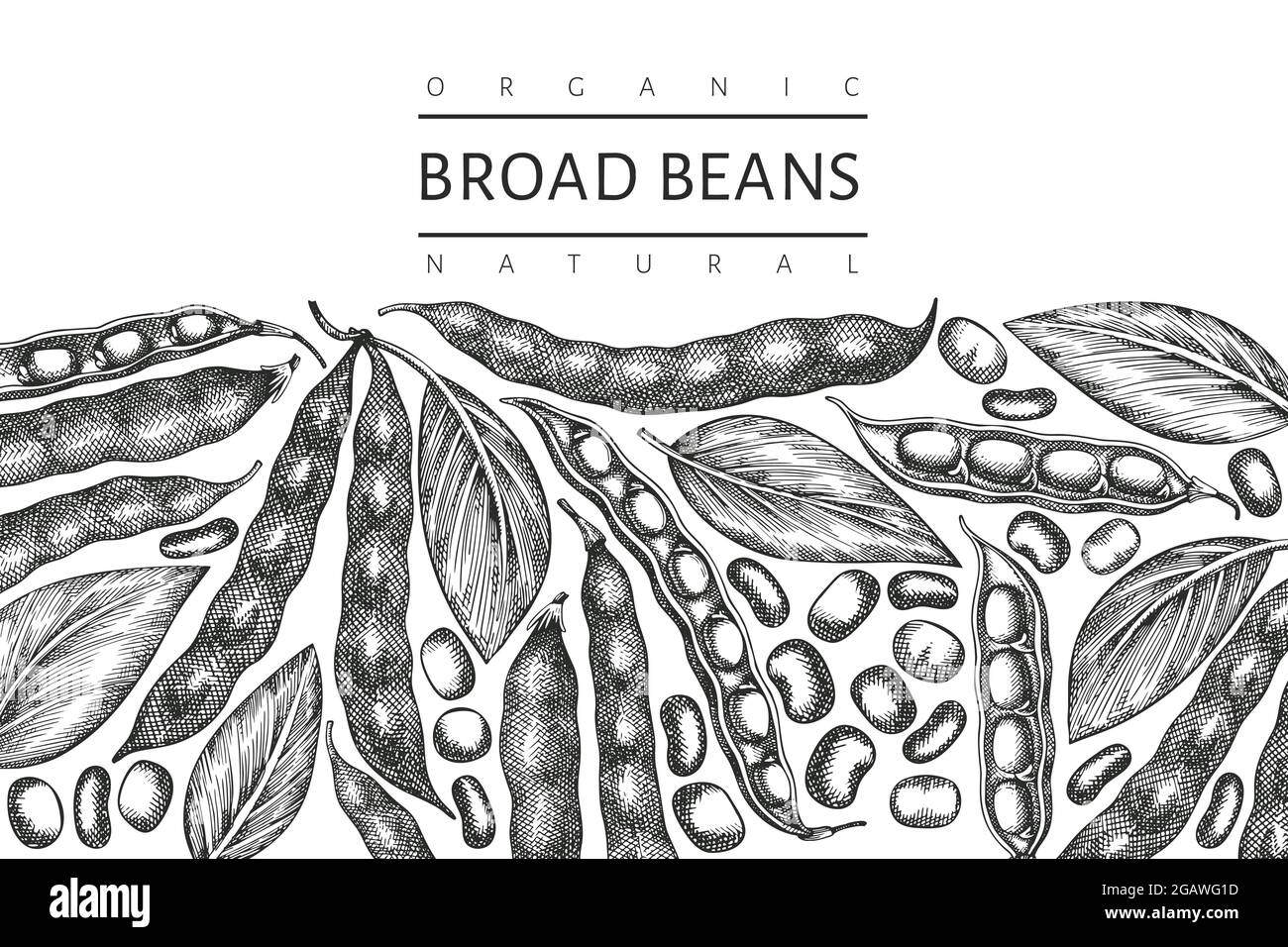 Hand drawn broad beans design template. Organic fresh food vector ...