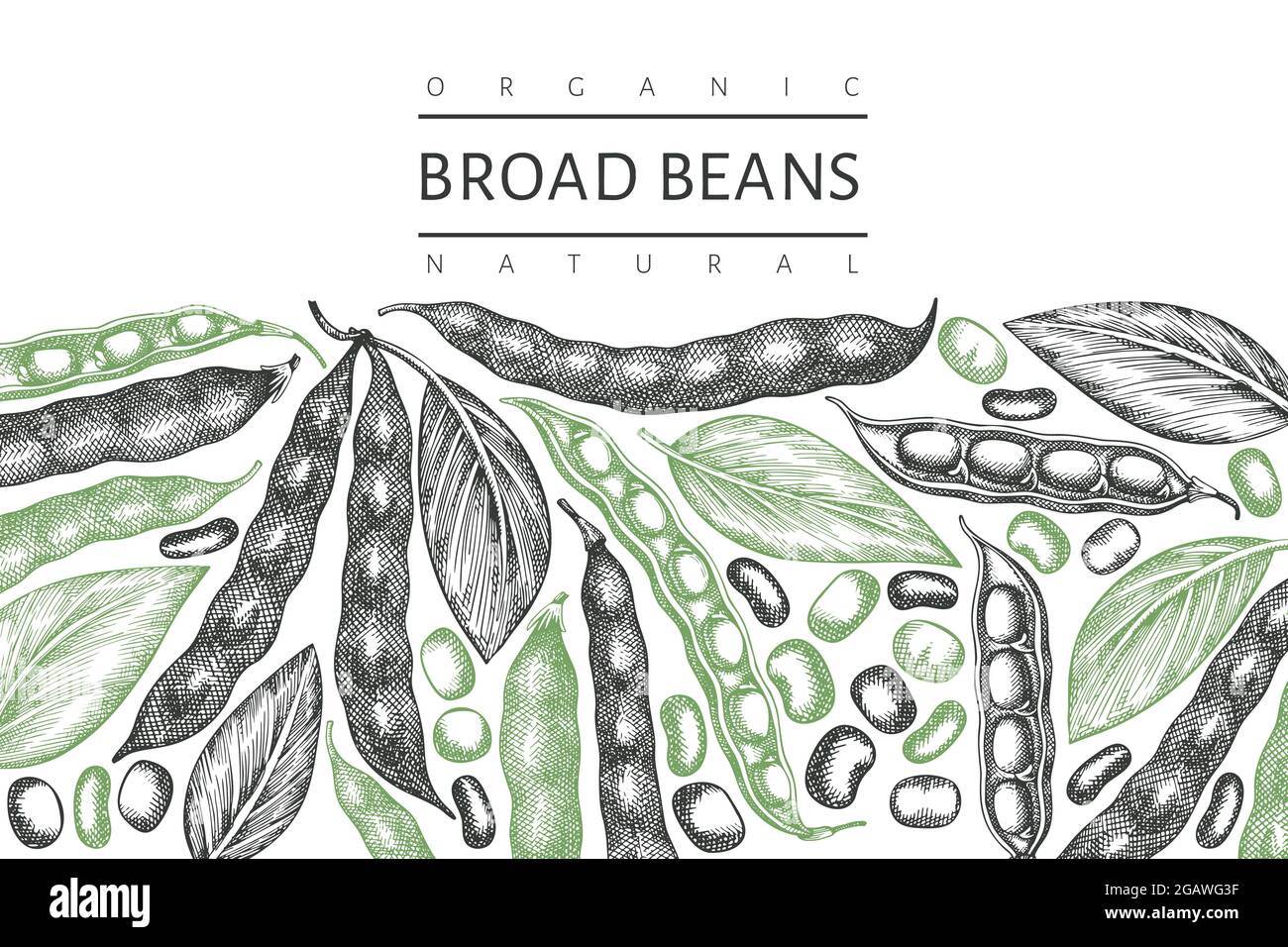 Hand drawn broad beans design template. Organic fresh food vector ...