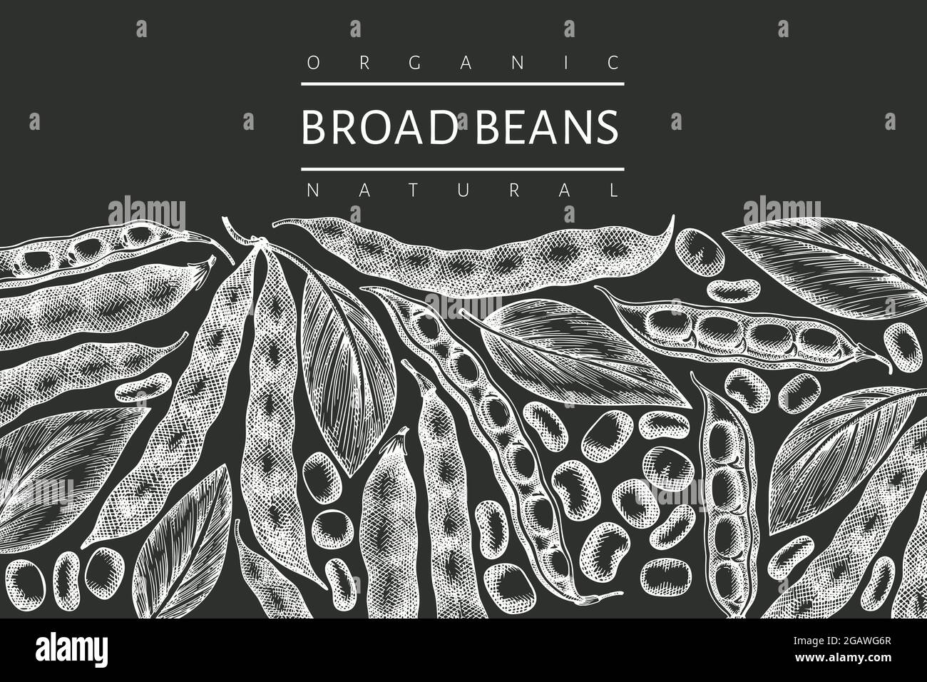 Hand drawn broad beans design template. Organic fresh food vector ...