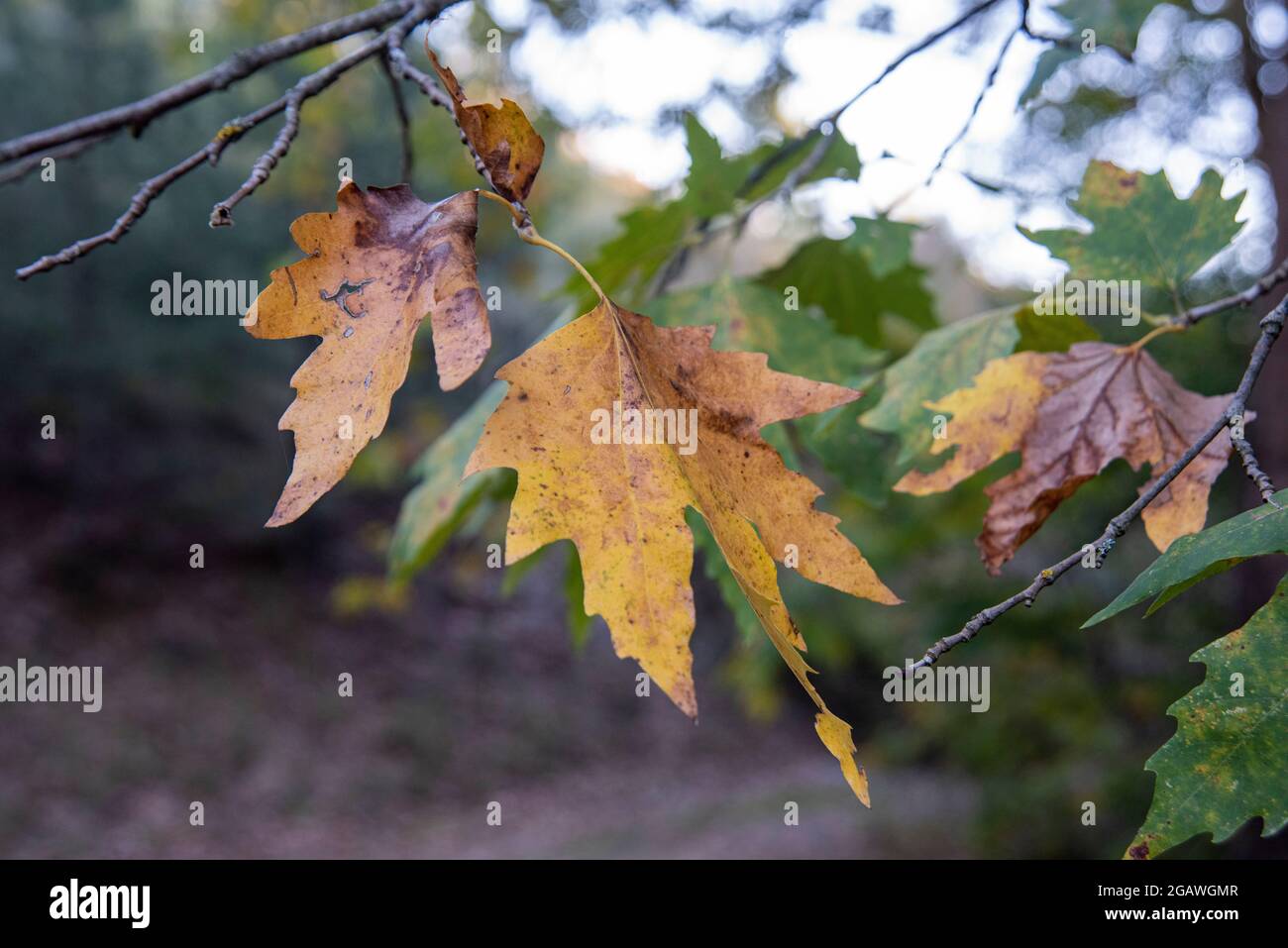 Fresh green leafs seamless hi-res stock photography and images - Alamy