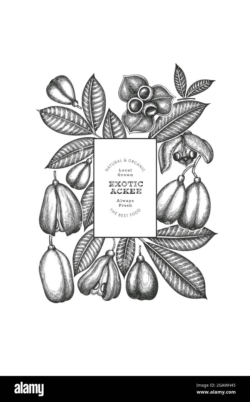 Hand drawn sketch style ackee banner. Organic fresh food vector ...