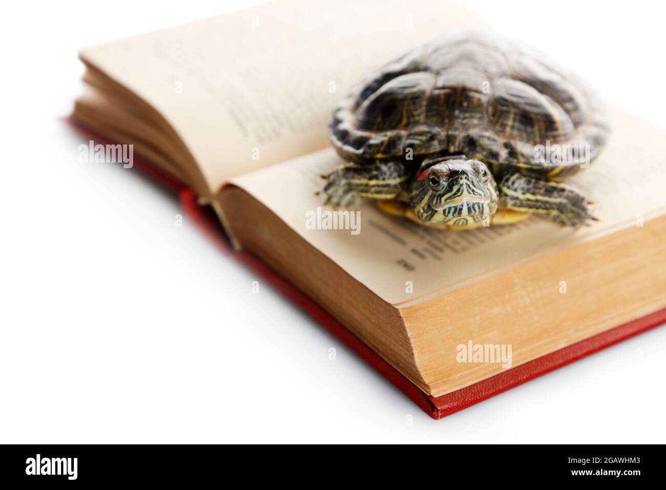 Turtle on opened book against white background, close up Stock Photo ...