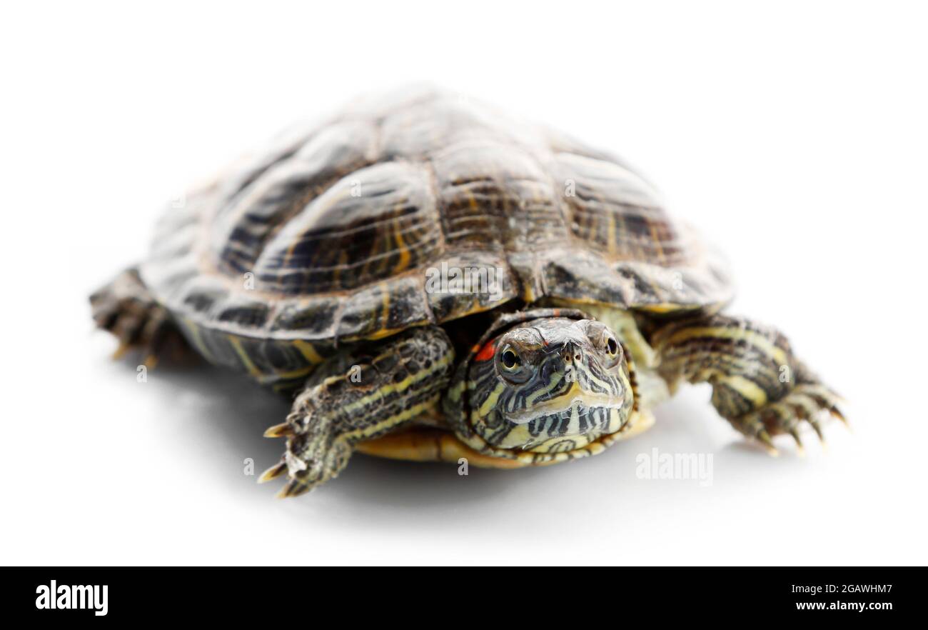 Turtle isolated on white background Stock Photo - Alamy