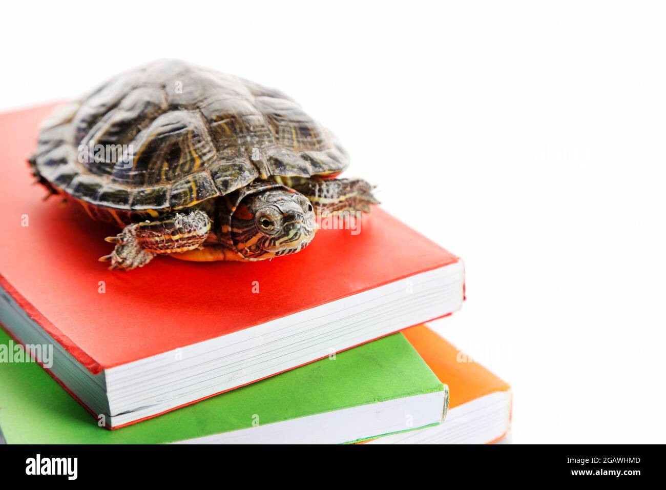 Turtle on pile of colourful books against white background Stock Photo ...