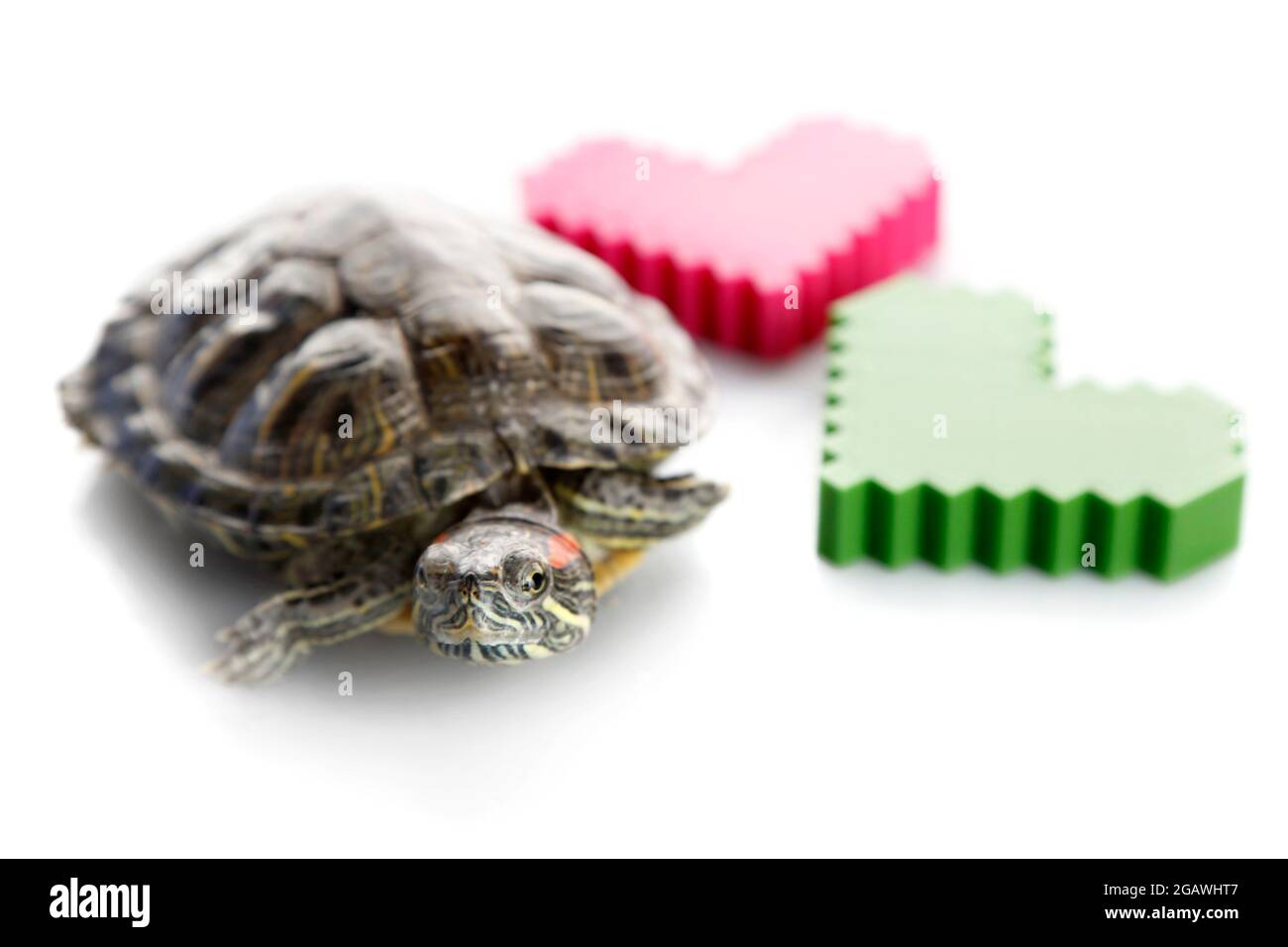 Turtle with plastic hearts isolated on white background Stock Photo - Alamy