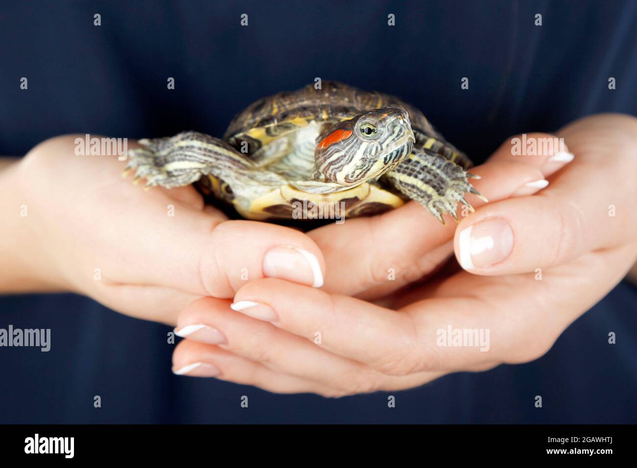 Turtle in woman hands, close up Stock Photo - Alamy