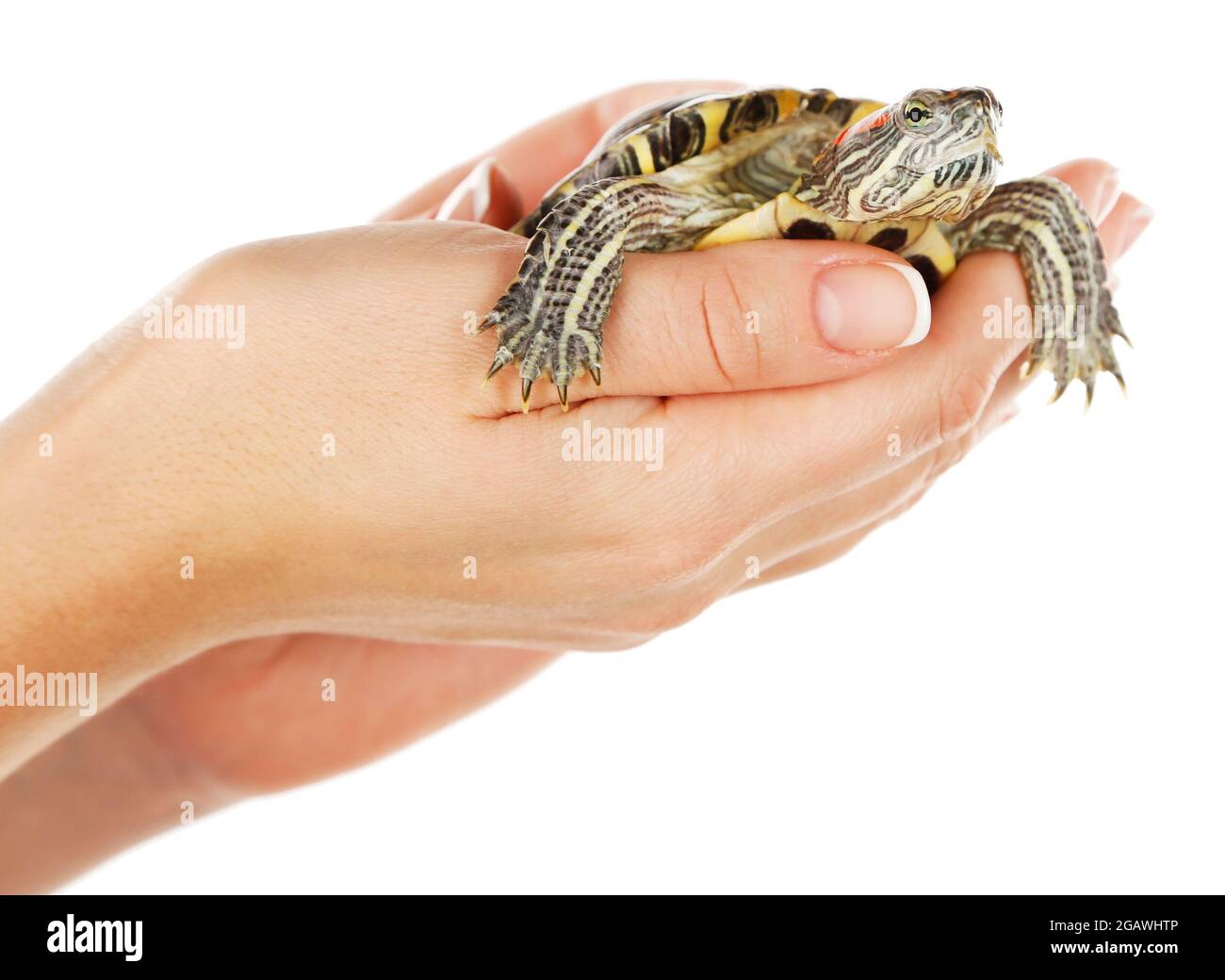 Turtle in woman hands isolated on white background Stock Photo - Alamy