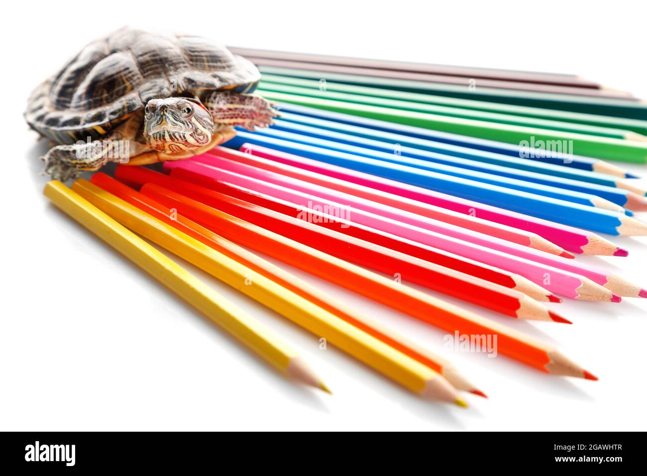 Turtle with colourful pencils isolated on white background Stock Photo ...