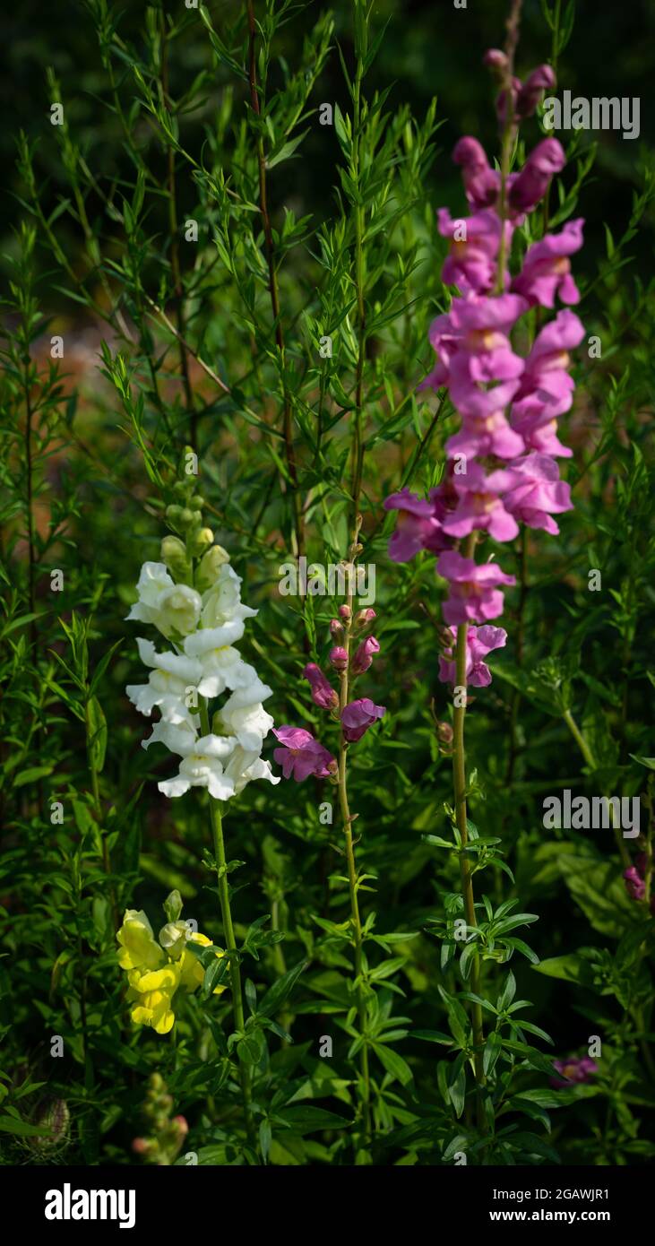Close up of snapdragons in bloom hi-res stock photography and images ...